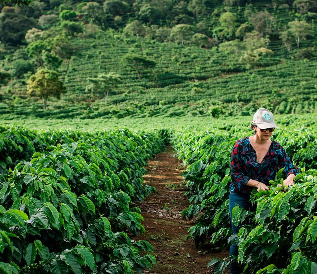 Ethical Sourcing | Starbucks Australia Ethical Sourcing | Starbucks Australia